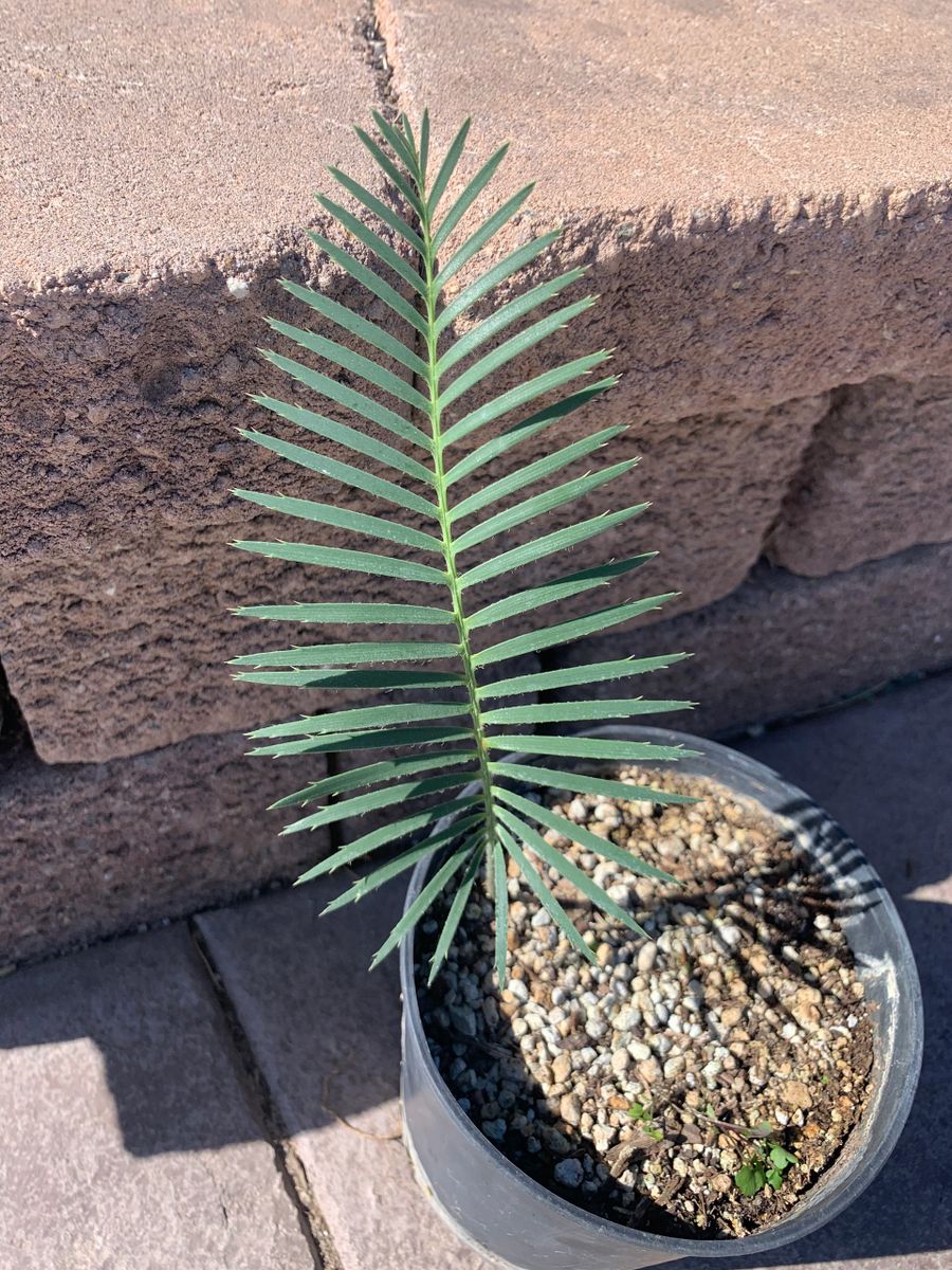 Dioon Argenteum SILVER MEXICAN CYCAD Recently Discovered Ice Blue ...