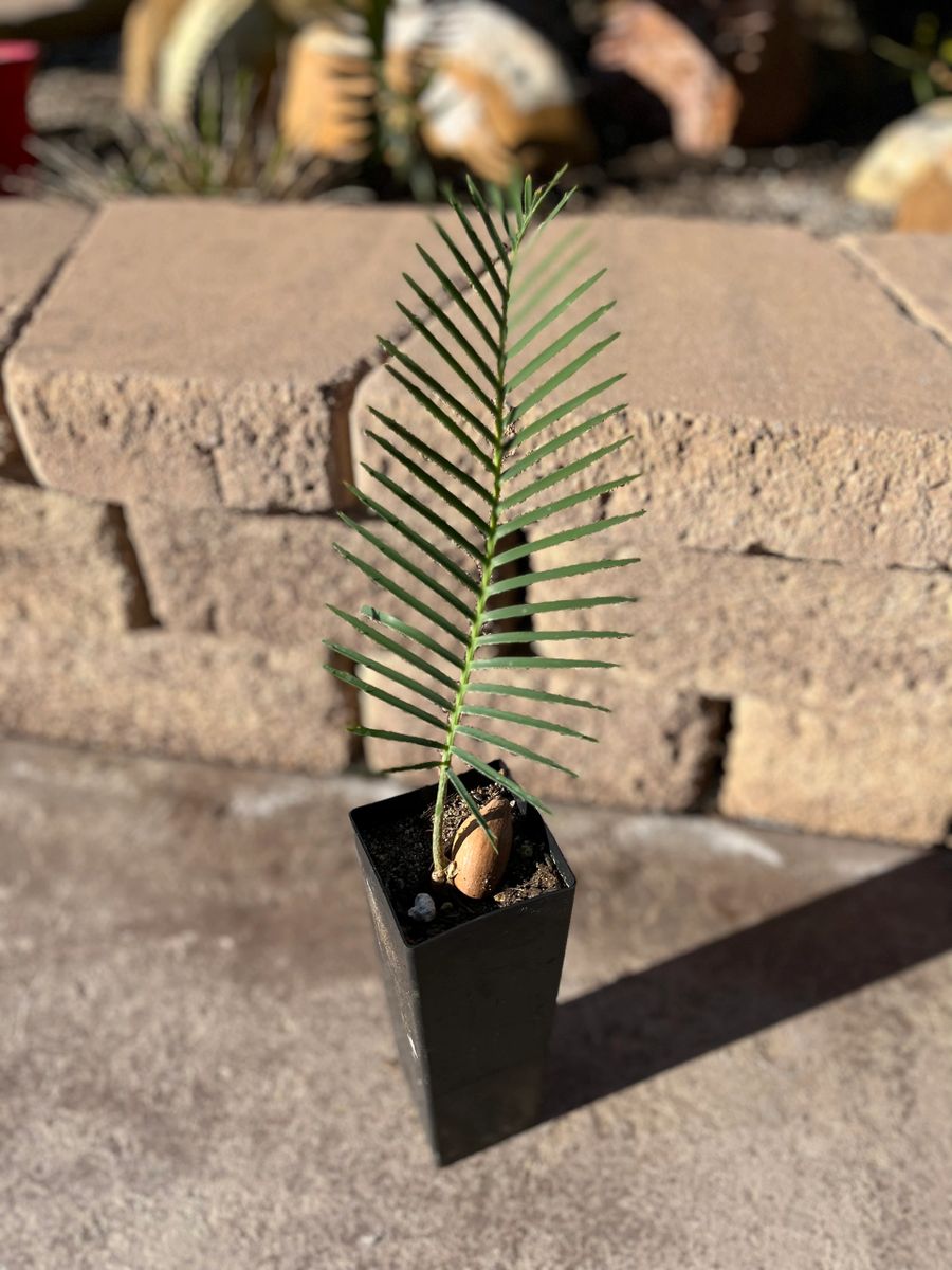 Dioon Purpusii PURPUS CYCAD Heat And Cold Tolerant Plant Ice Blue ...
