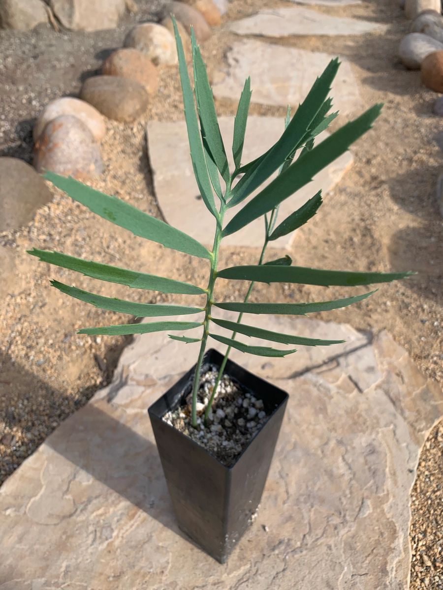 Encephalartos Nubimontanus - Black Mountain Cycad Blue Plant Extinct in ...