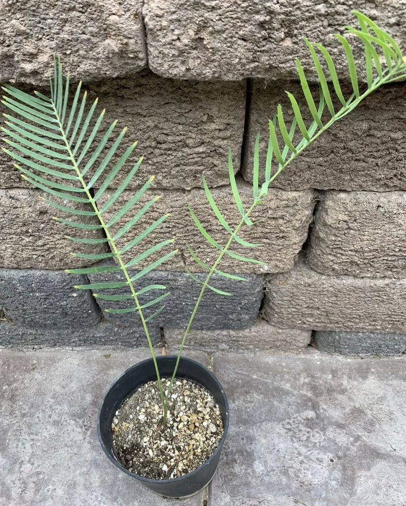 Encephalartos Laevifolius Kaapsehoop Cycad Cold Hardy Rare Thin Leaf