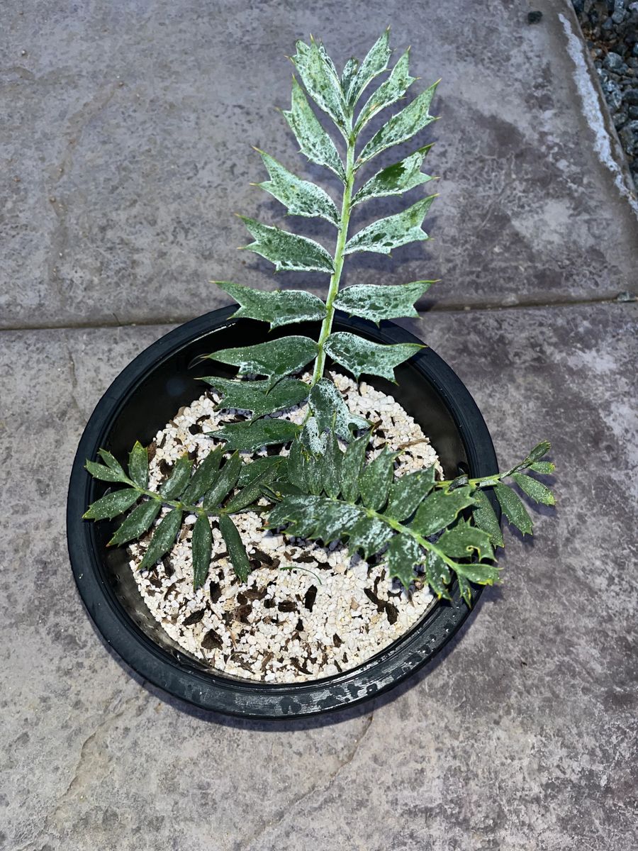 Encephalartos Arenarius True Blue SUN GROWN 5 GALLON Size Cycad Rare ...