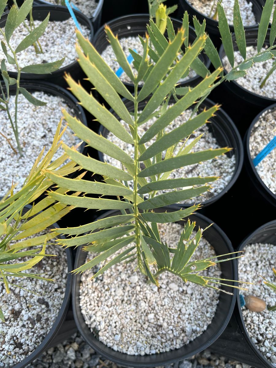 Encephalartos Dyerianus Lowveld Cycad SUN GROWN Treepot Size Critically ...