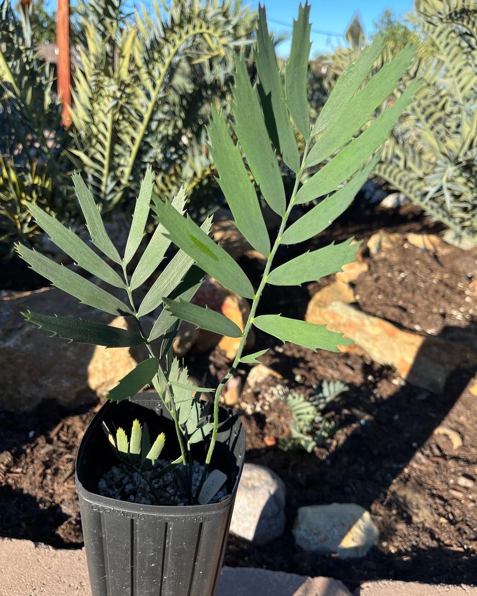 Encephalartos Nubimontanus 1" Caudex Sun Grown in Deep Citrus Pot Cloud ...