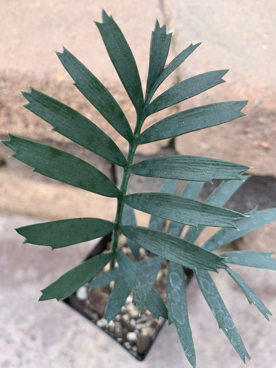 Encephalartos Horridus STEYTLERVILLE FORM EASTERN CAPE CYCAD Ice Blue ...
