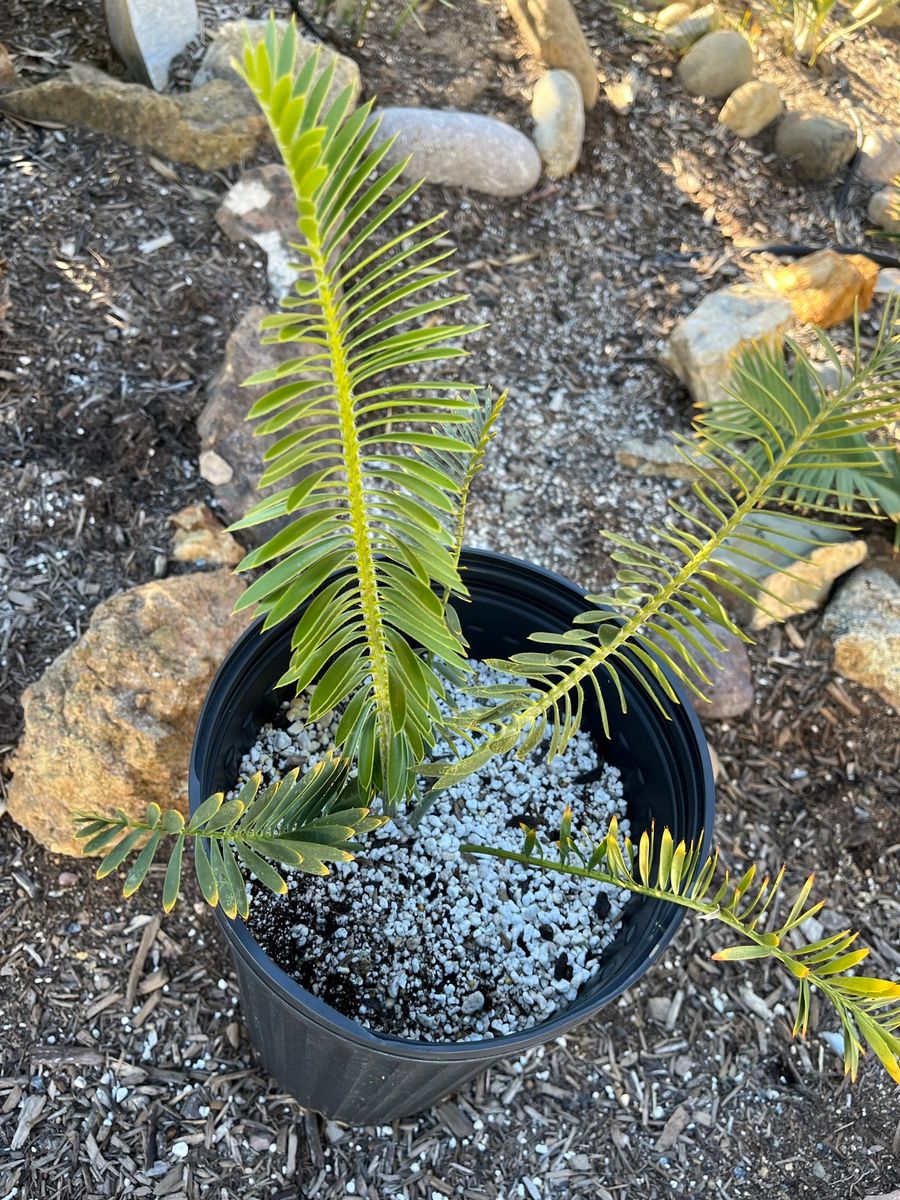 Encephalartos Caffer - SUN GROWN 5 Gallon Size - Caffrarian Dwarf Cycad ...