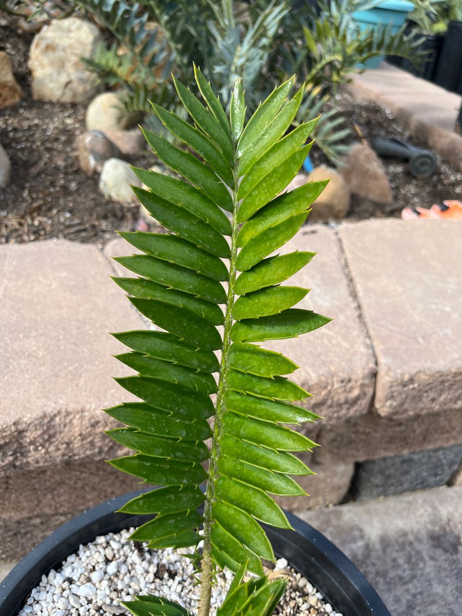 Encephalartos Natalensis x Woodii CYCAD HYBRID 5 Gallon Size SUN ...