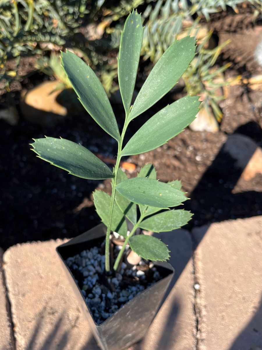 Encephalartos Ferox Zululand Cycad SHADE Plant Red Cone ICE BLUE CYCADS ...