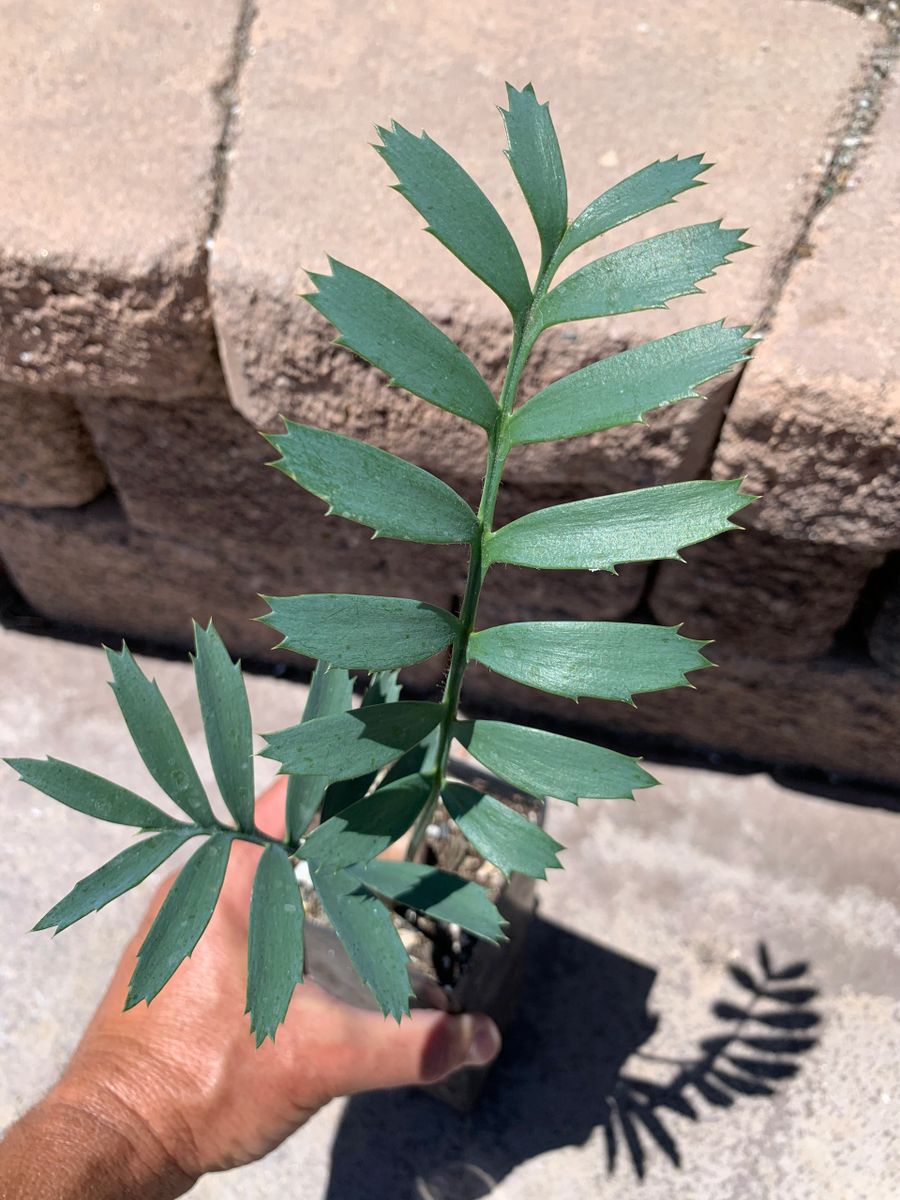 Encephalartos Arenarius True Blue Cycad Rare Blue Cycad Seedling Plant