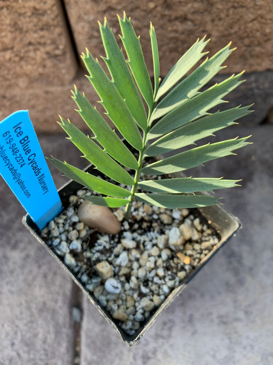 Encephalartos Princeps KEI CYCAD Rare Blue Gorgeously Stacked Plant