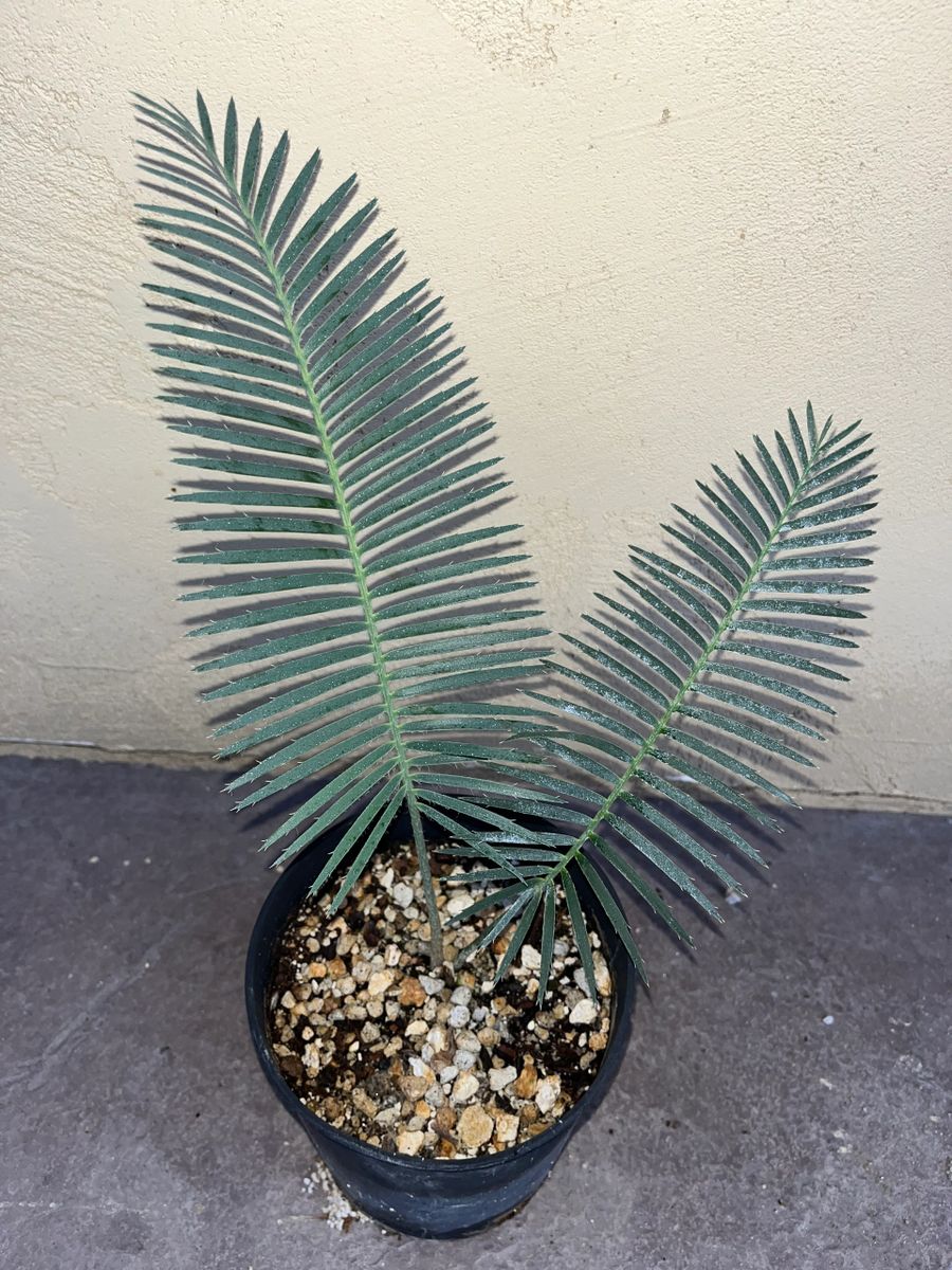 Dioon Argenteum SILVER MEXICAN CYCAD Recently Discovered Ice Blue ...