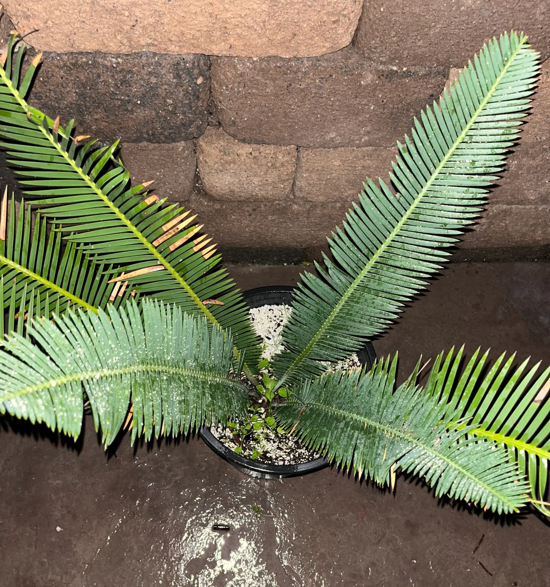 Dioon Edule 'Rio Verde' SUN GROWN 5 Gallon Container Cold/Hot Hardy ICE ...