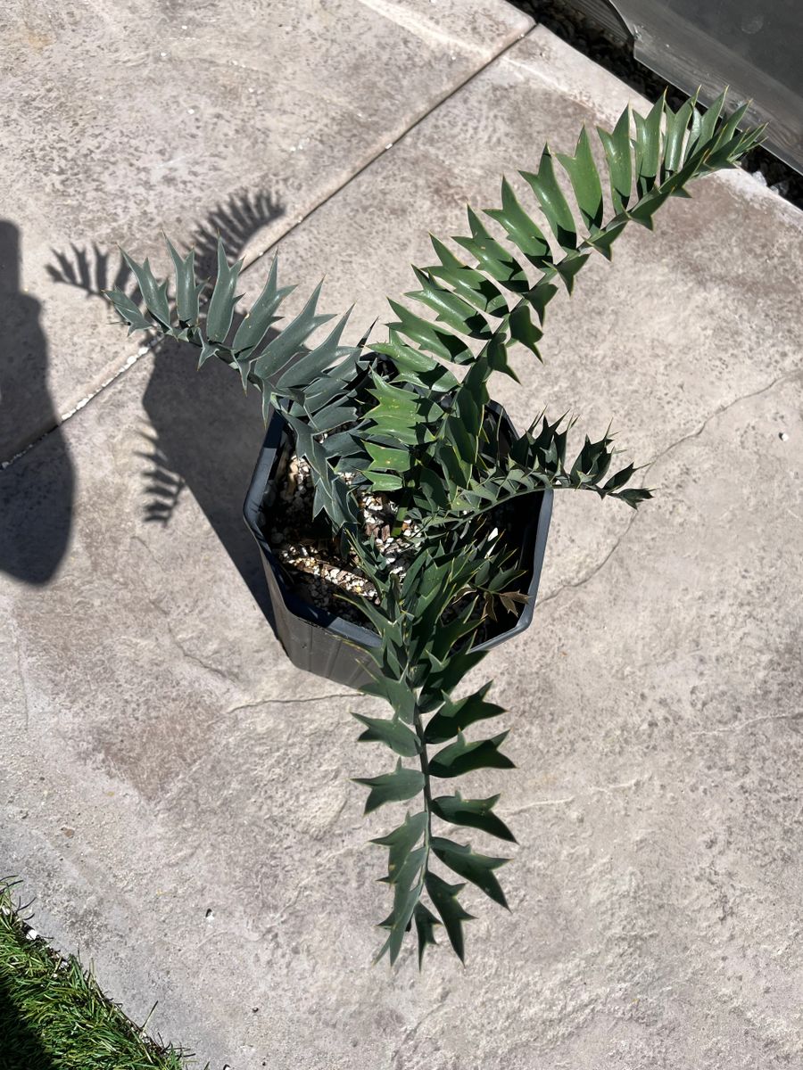 Encephalartos Dwarf Horridus Sun Grown 4-5 years old - Eastern Cape ...