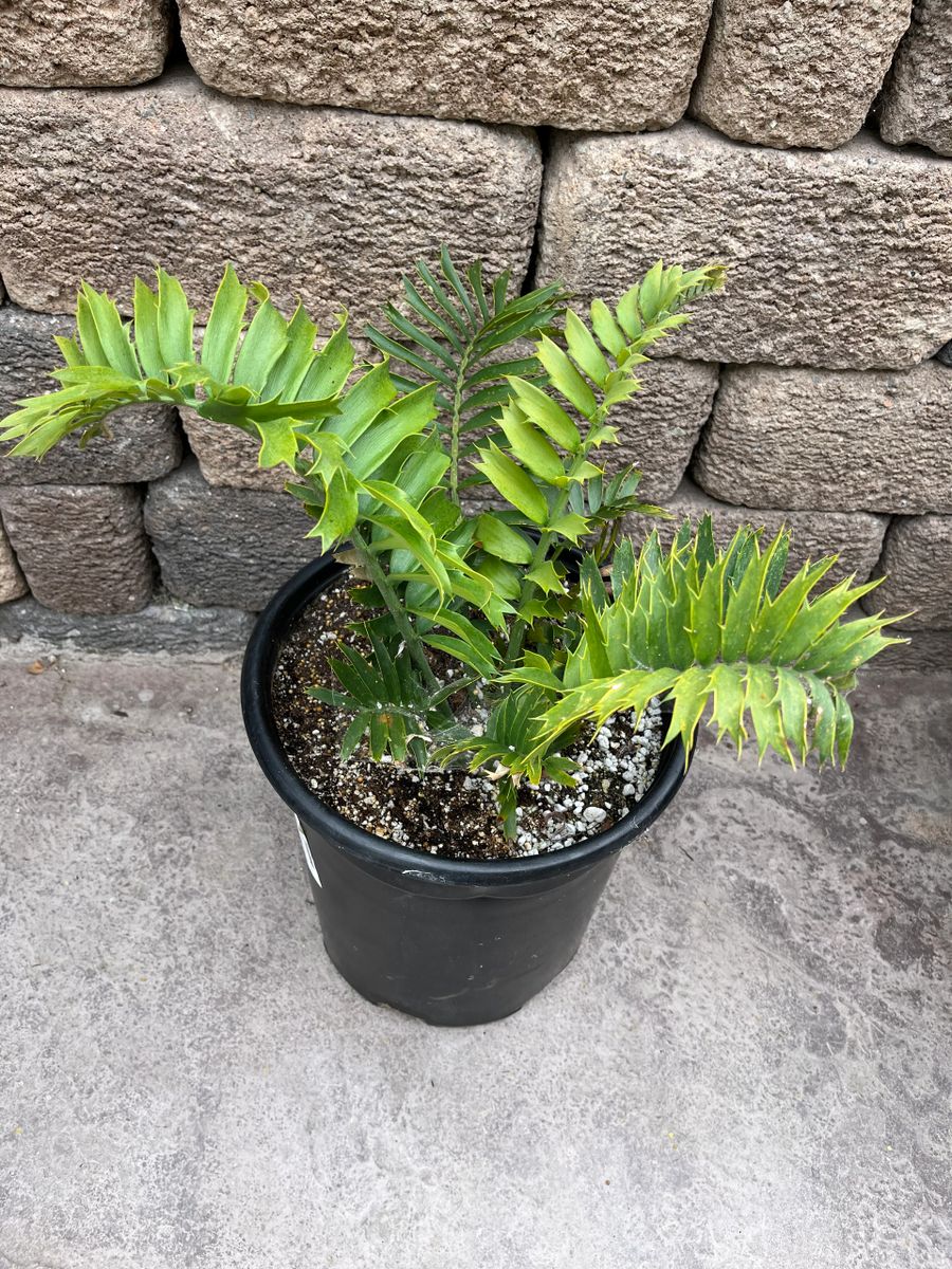 Encephalartos Arenarius Alexandria Cycad SUN GROWN 5 Gallon Size Wide ...