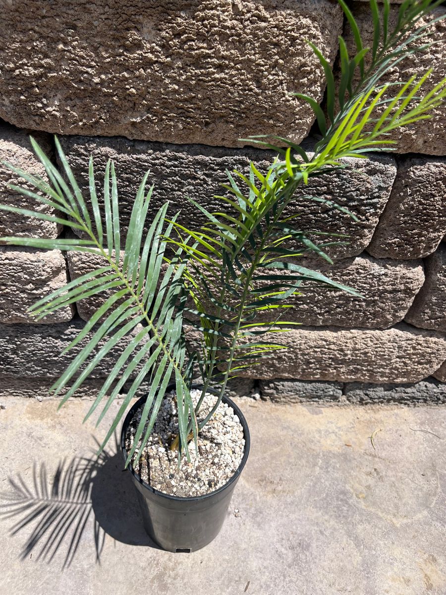 Macrozamia Macdonellii x Macrozamia Macdonellii/Macrozamia Johnsonii ...