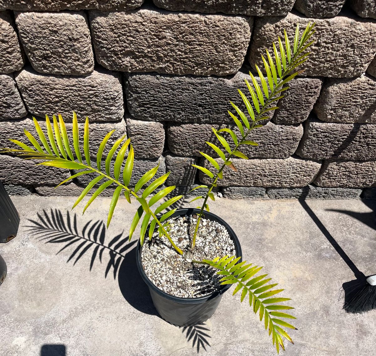 Encephalartos Natalensis x Woodii CYCAD HYBRID 5 Gallon Size SUN ...