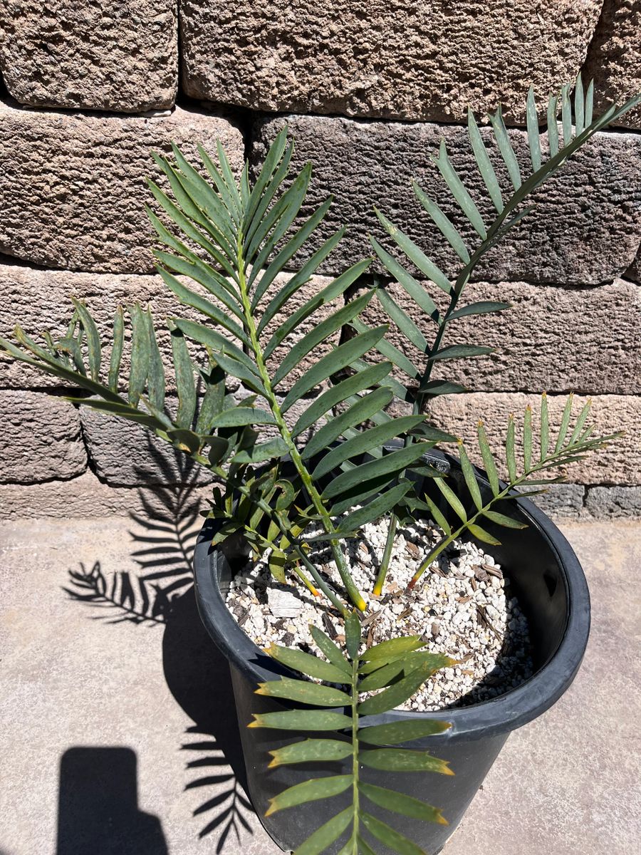 Encephalartos Trispinosus Sun Grown 5 gallon Size
