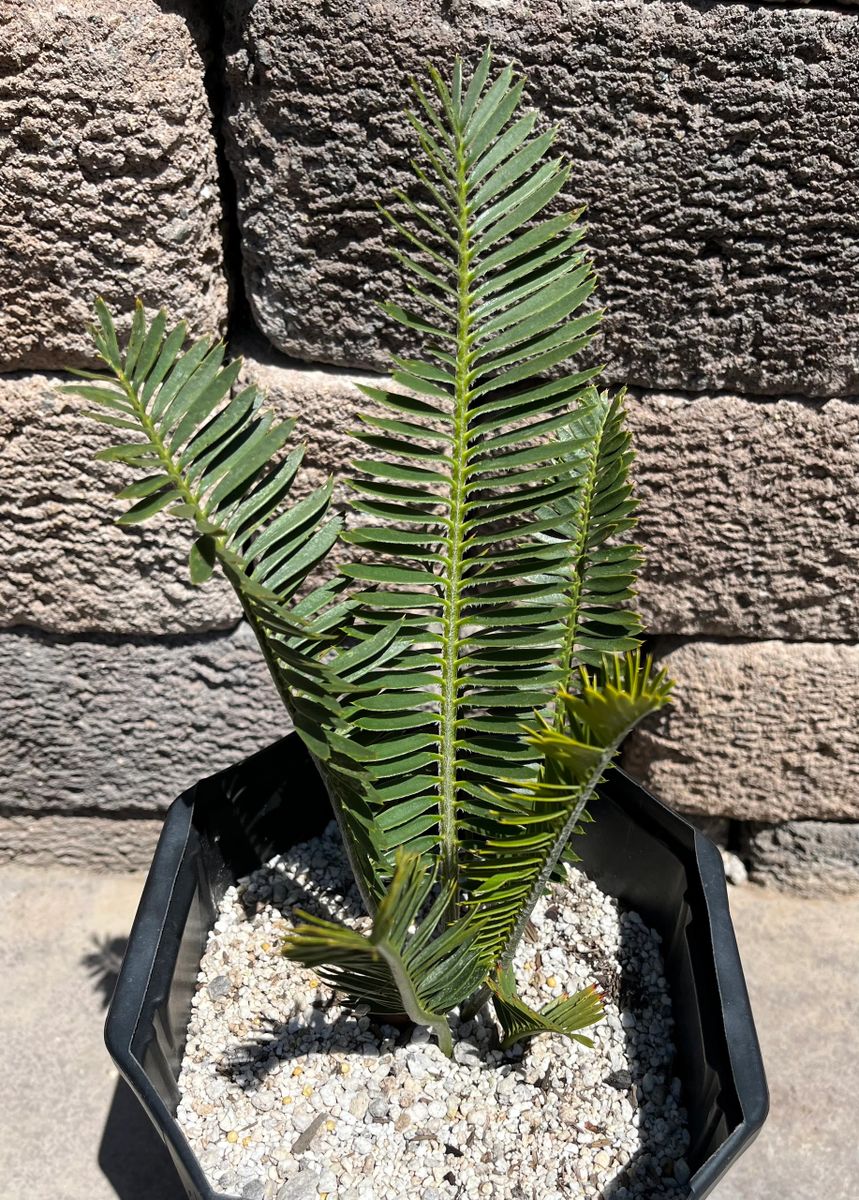 Encephalartos Caffer - SUN GROWN 5 Gallon Size - Caffrarian Dwarf Cycad ...