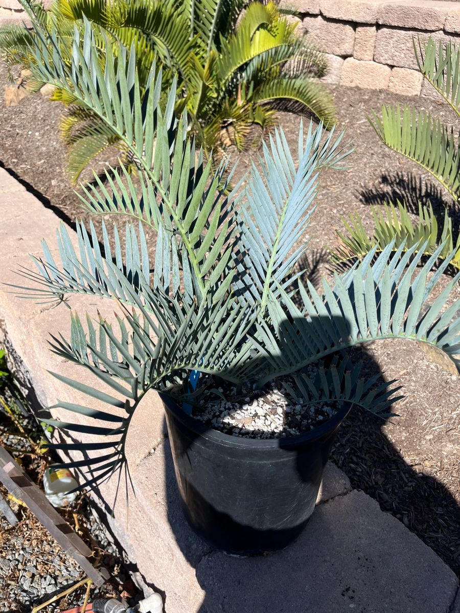 Encephalartos Lehmannii Karoo Cycad SUN GROWN 5 Gallon Size Stunning ...
