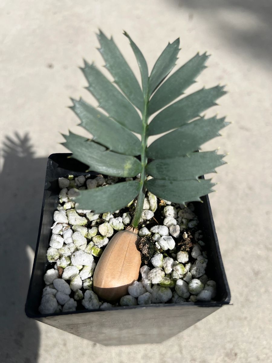Encephalartos Horridus Cycad Seedling - Eastern Cape Cycad Blue Thorny ...