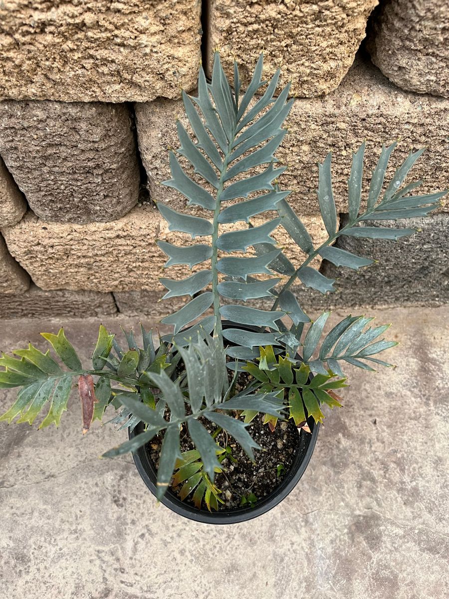 Encephalartos Horridus Sun Grown 3-4 years old - Eastern Cape Cycad ...