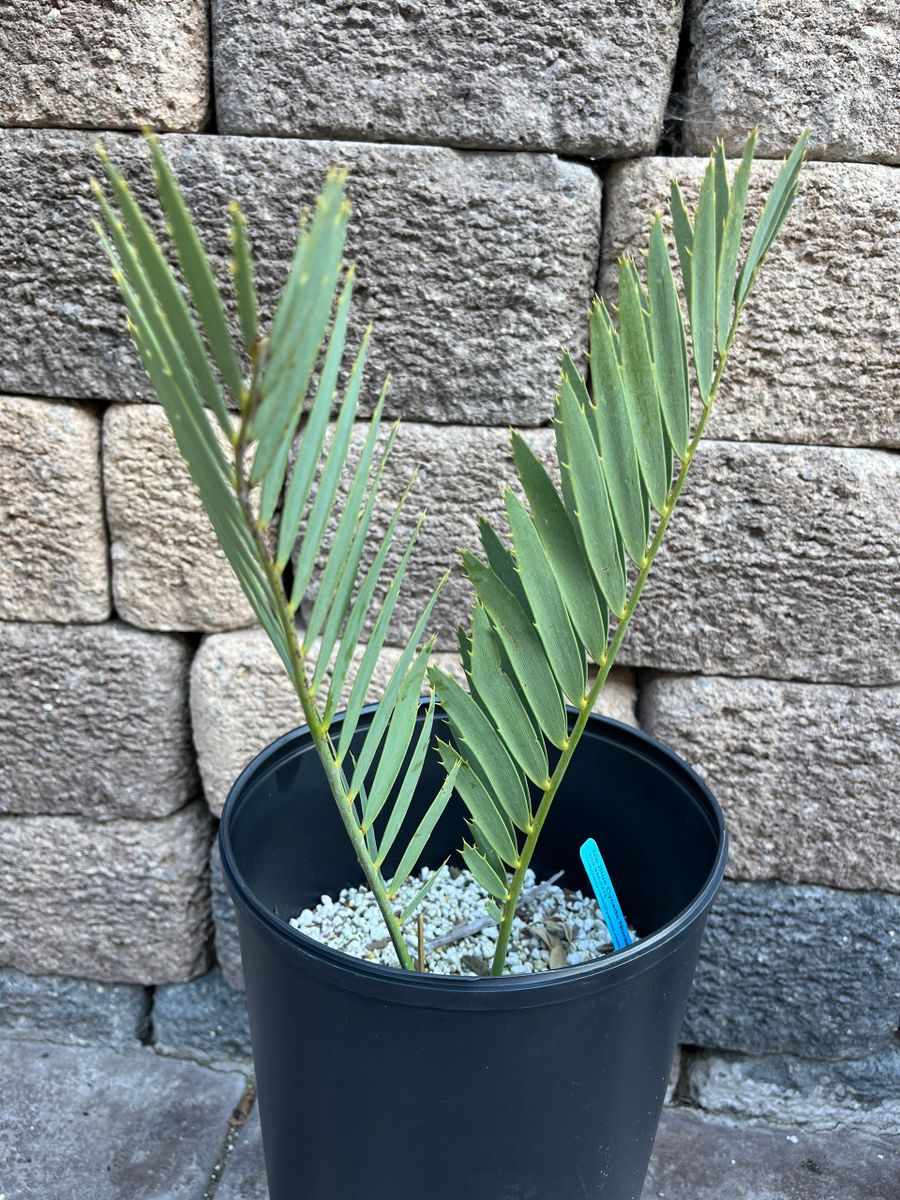Encephalartos Middelburgensis SUN GROWN TREEPOT SIZE Middelburg Cycad ...