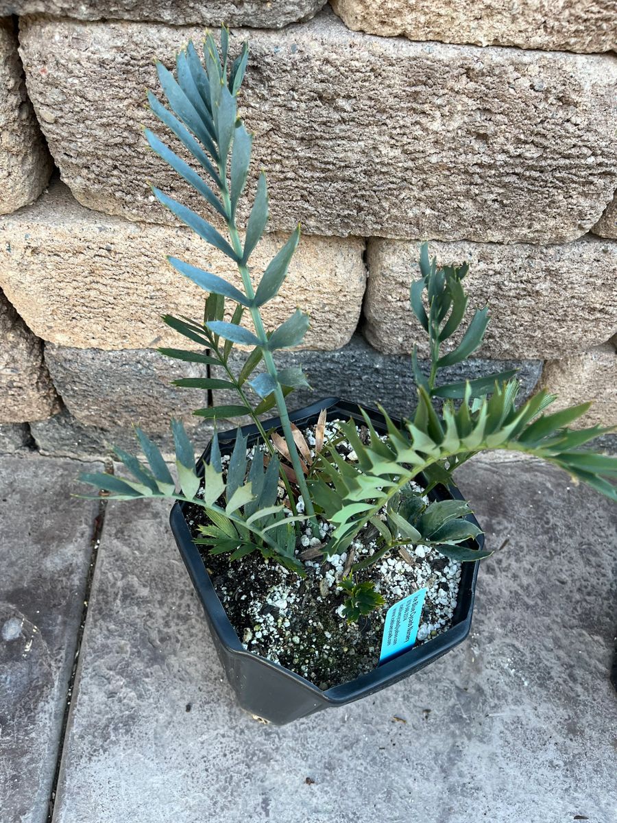 Encephalartos Horridus STEYTLERVILLE 5 Gallon Sun Grown Size Ice Blue ...