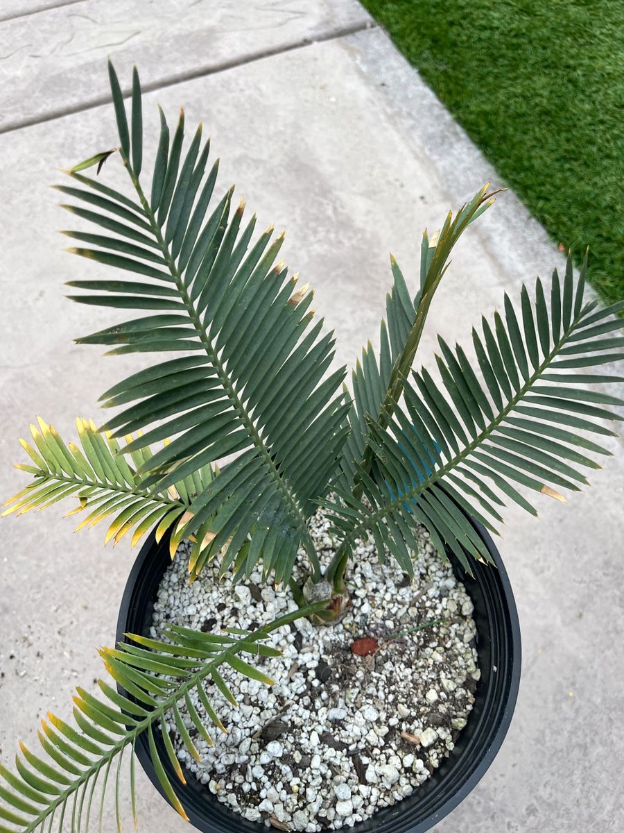 Encephalartos Cerinus 3-5 gallon size - Waxen Cycad Dwarf Bluish Plant