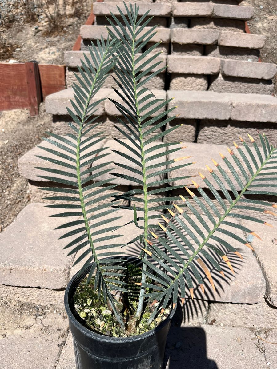 Giant Dioon Purpusii - Dioon Purpusii Giant Form Heat And Cold Tolerant ...