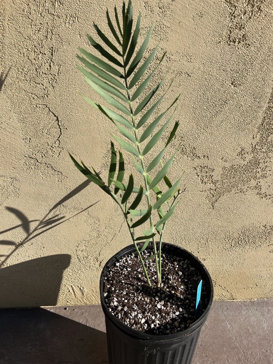 Encephalartos Eugene-Maraisii 3-5 gallon size - Blue Transvaal Rare ...