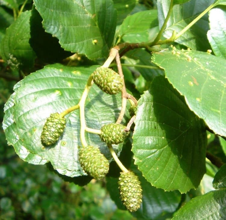 Alder (Alnus spp. including A. glutinosa, A. rubra) Monograph