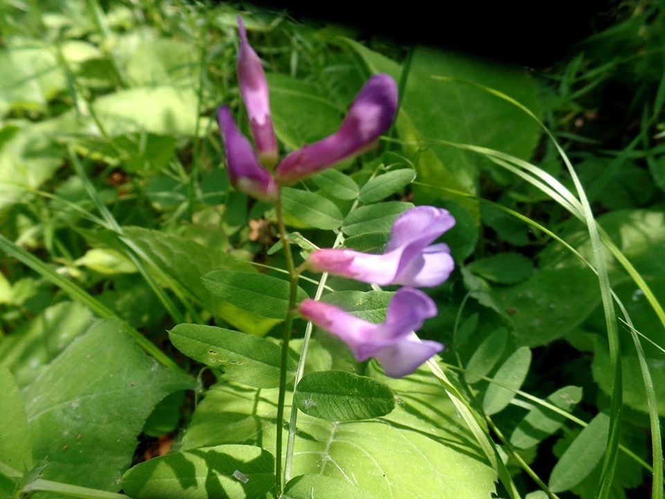 American Vetch (Vicia americana) Monograph