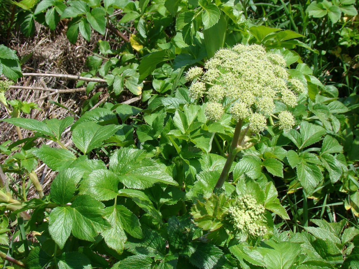 Angelica (Angelica spp.) Monograph