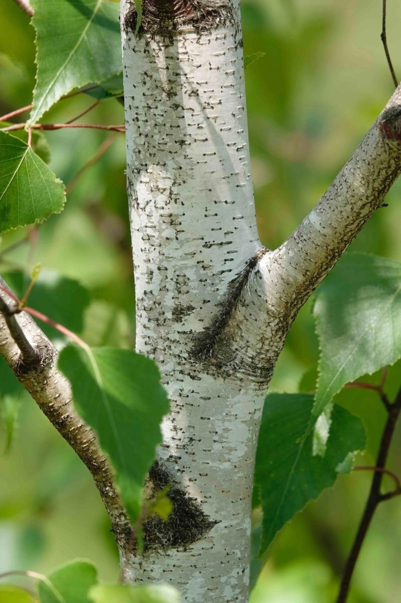 Birch (Betula spp.) Monograph