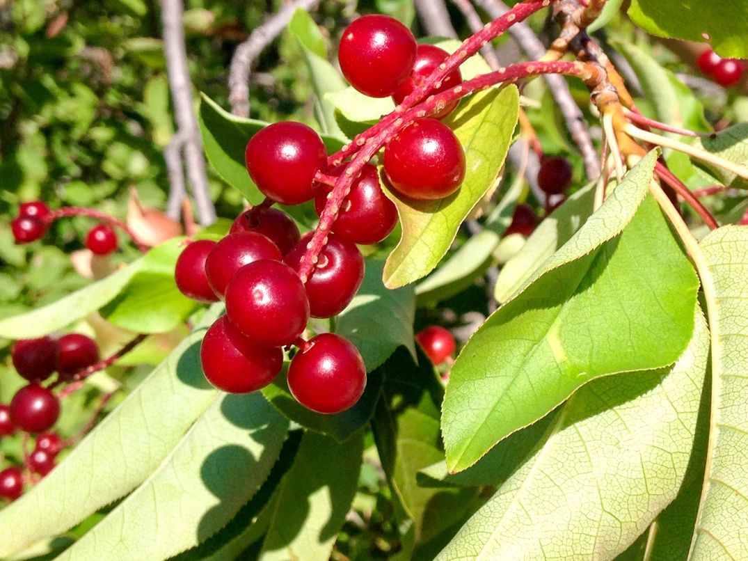 Chokecherry (Prunus virginiana) Monograph