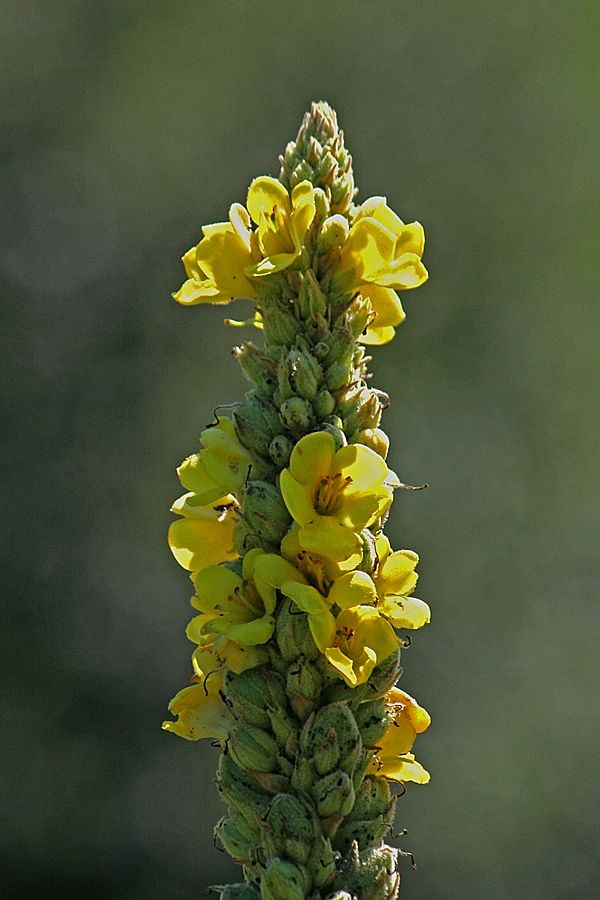 Mullen (Verbascum thapsus) Monograph