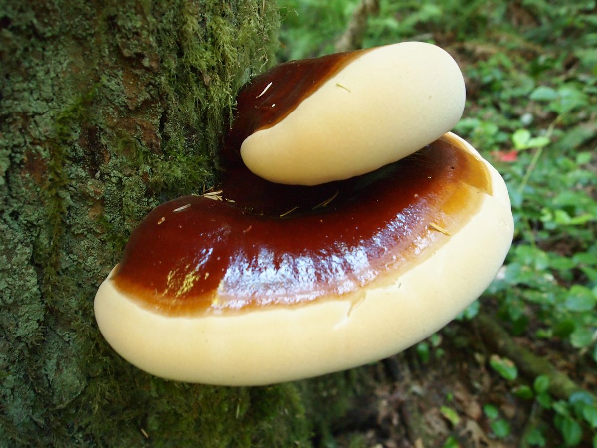 Oregon Reishi (Ganoderma oregonense) Monograph