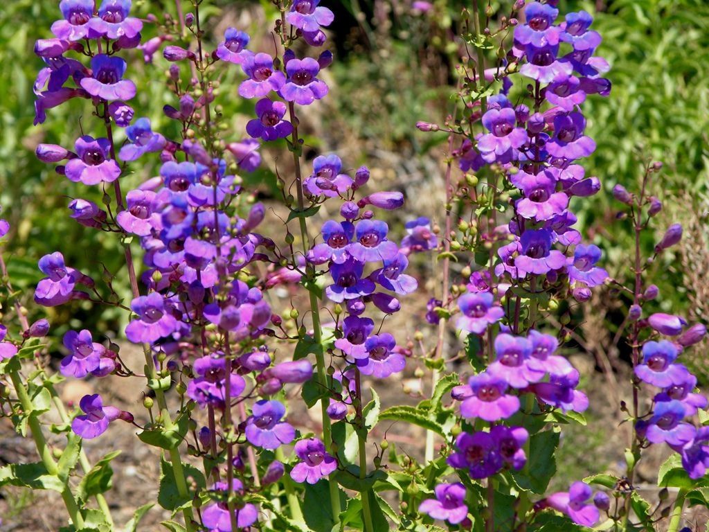 Penstemon (Penstemon spp.) Monograph