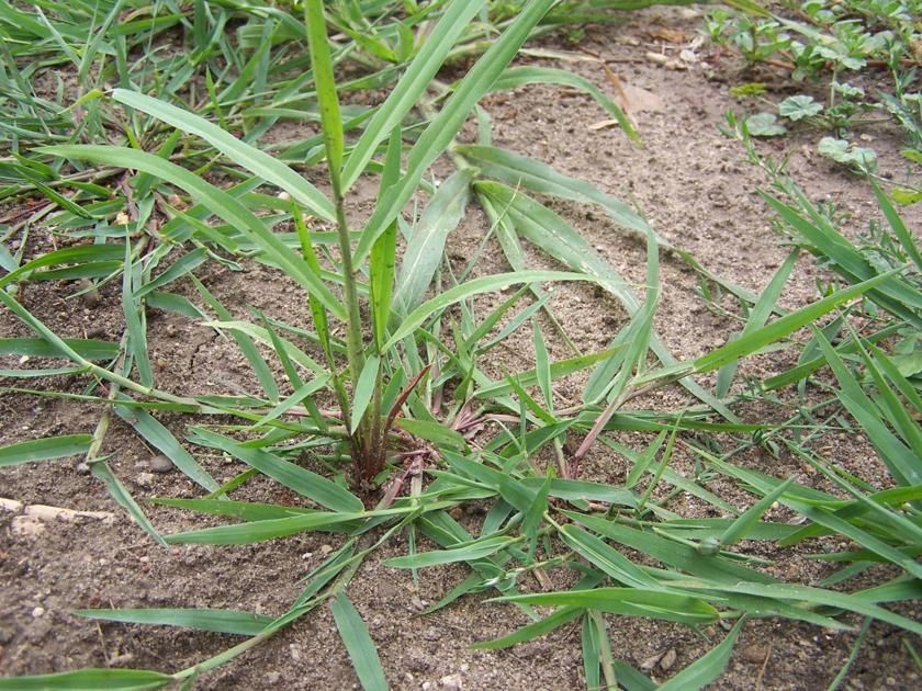 Quack Grass (Elymus repens, Agropyron repens, Elytrigia repens) Monograph
