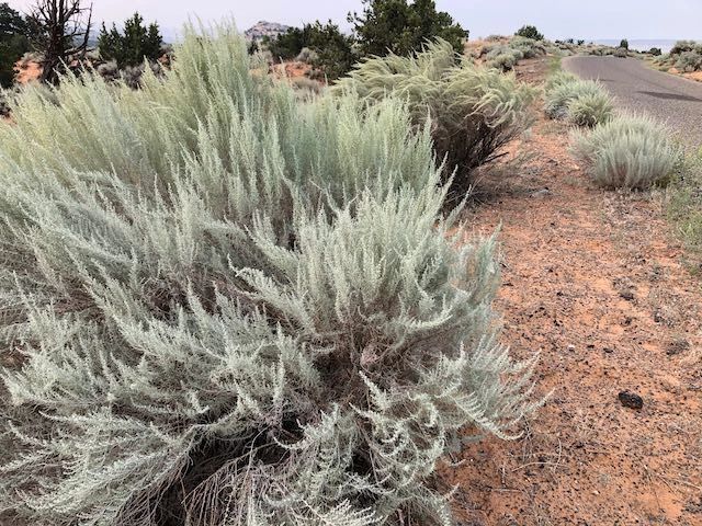 Sand Sage (Artemisia filifolia) Monograph