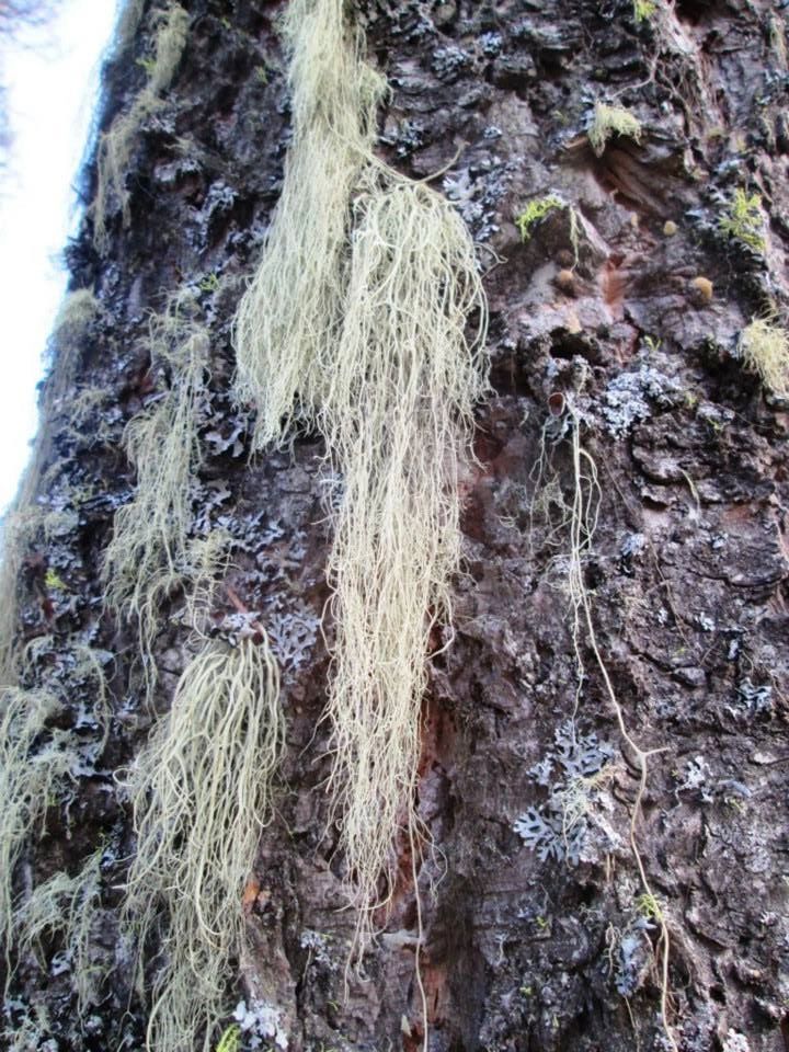 Usnea (Usnea sp.) Monograph