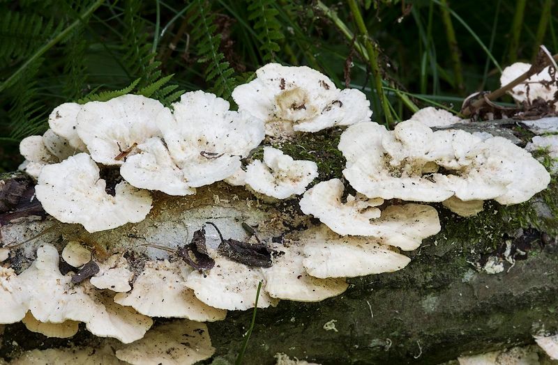 White Rot Fungus (Trametes pubescens) Monograph