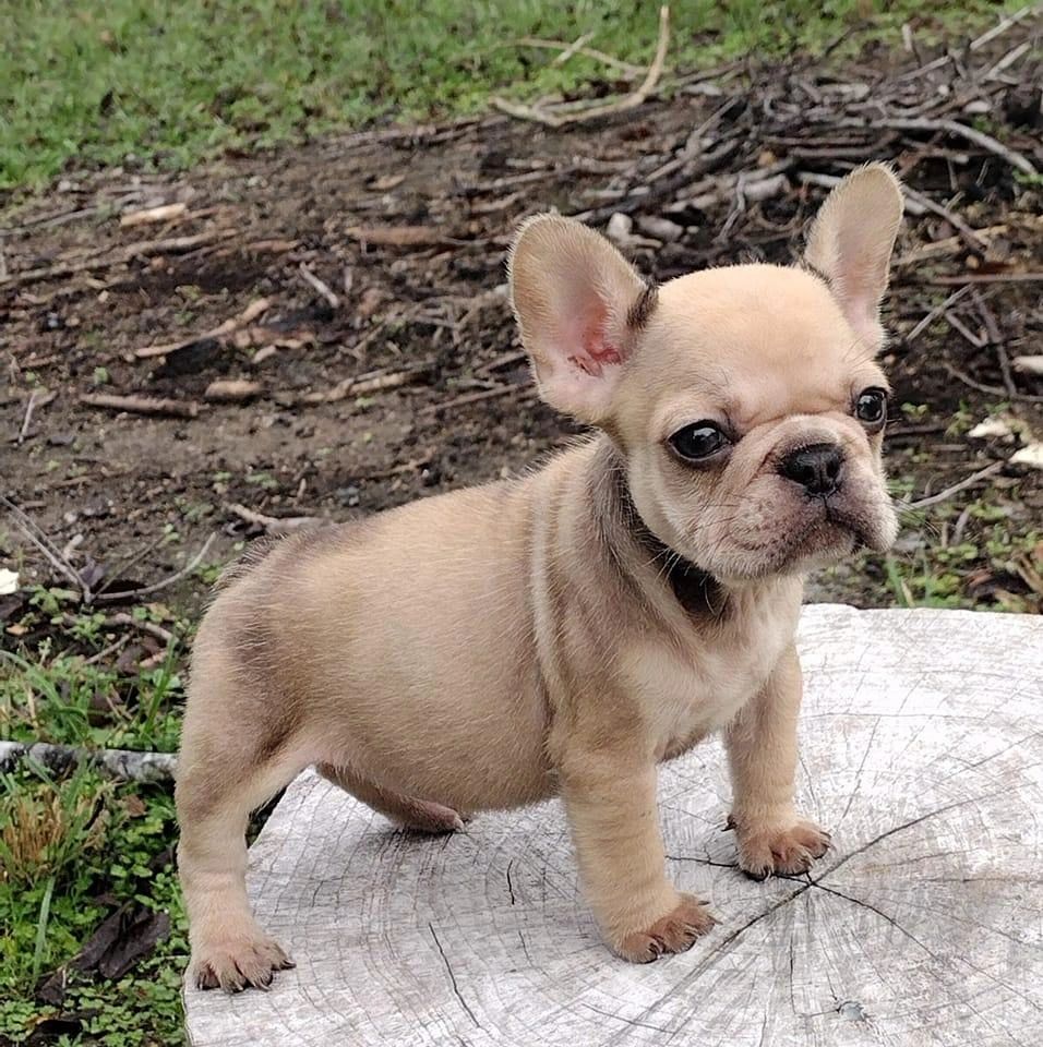 Micro French Bulldog | Mini French Bulldog| Texas