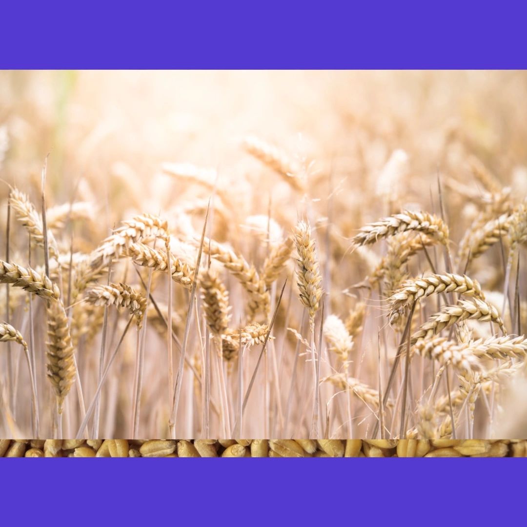 About Agrius | AgriusHCS