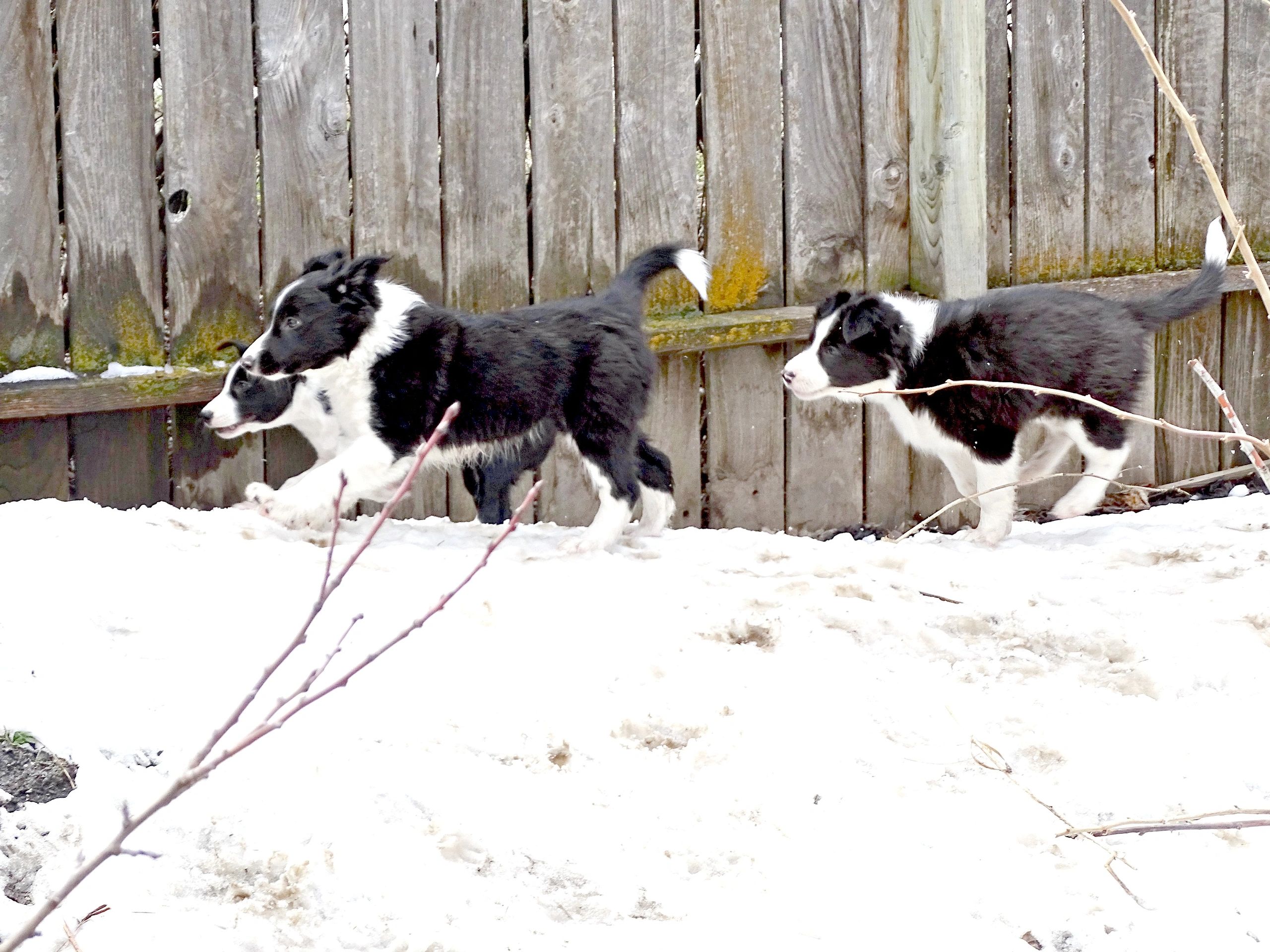 Paws & People - Puppy Training, Coaching, Dog Training