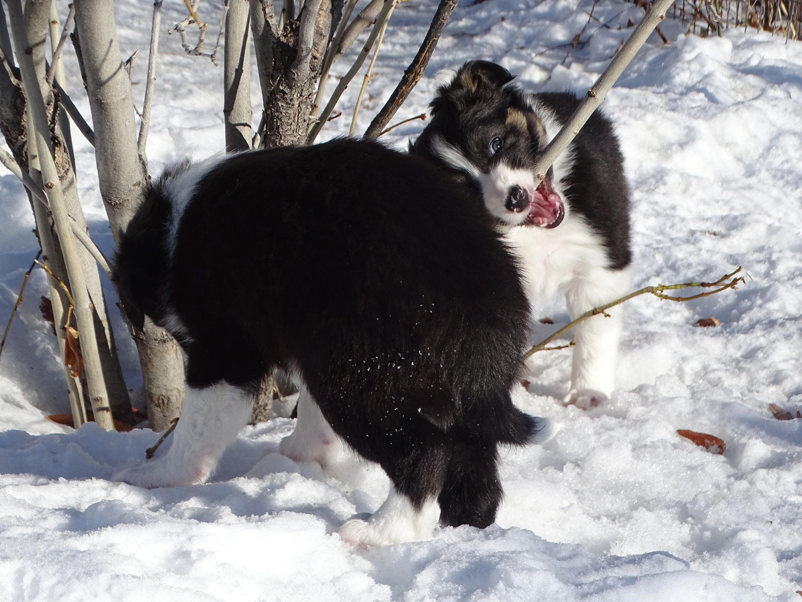 Paws & People - Puppy Training, Coaching, Dog Training