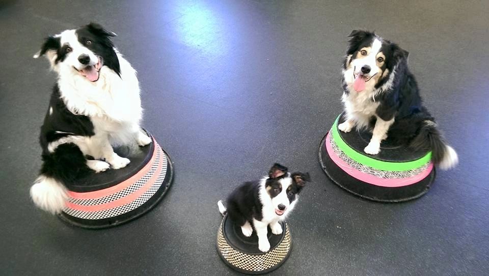 What Is Puppy Dogging