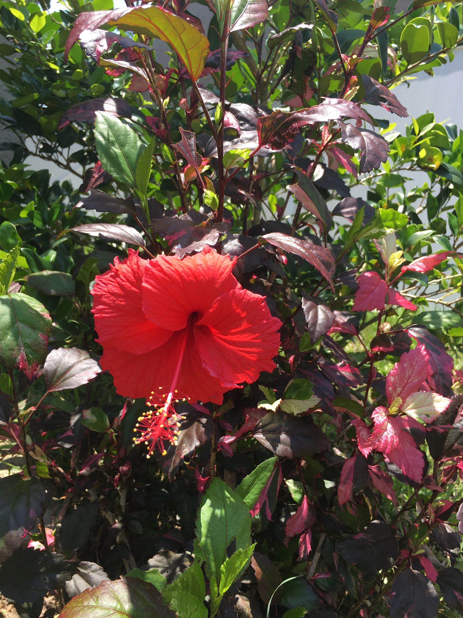 My lovely Red Rose Hibiscus