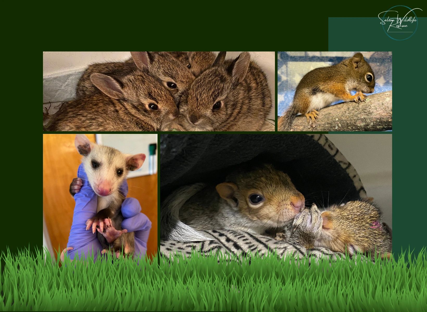 Salem Wildlife Rescue: Wildlife Rehabilitation in Oregon