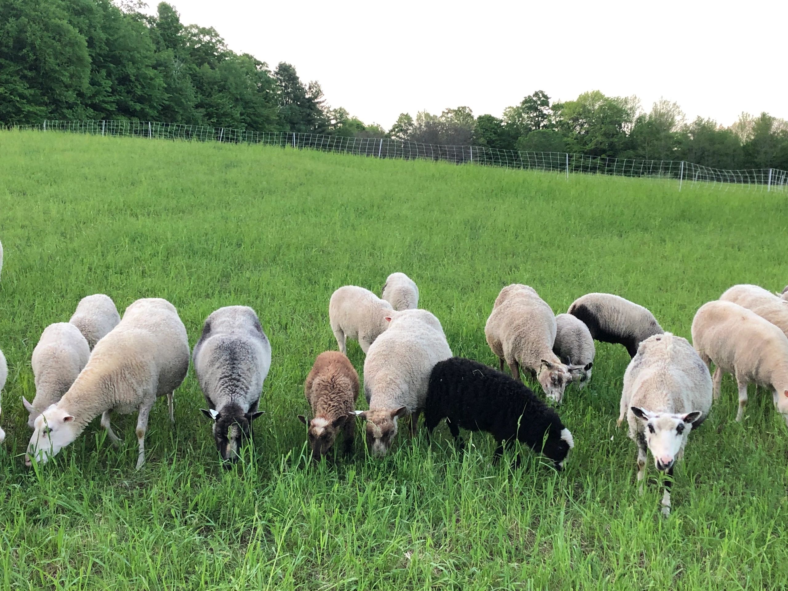 boondoggle farm