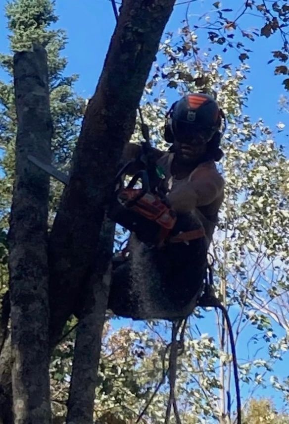 Professional Arborists Tree Removal Service